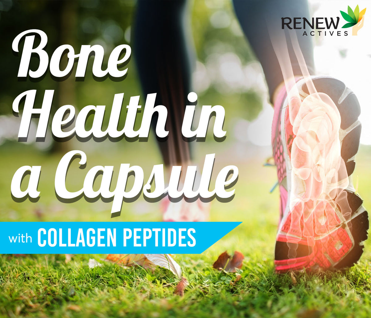 Collagen: Bone Health in a Capsule – Renew Actives US
